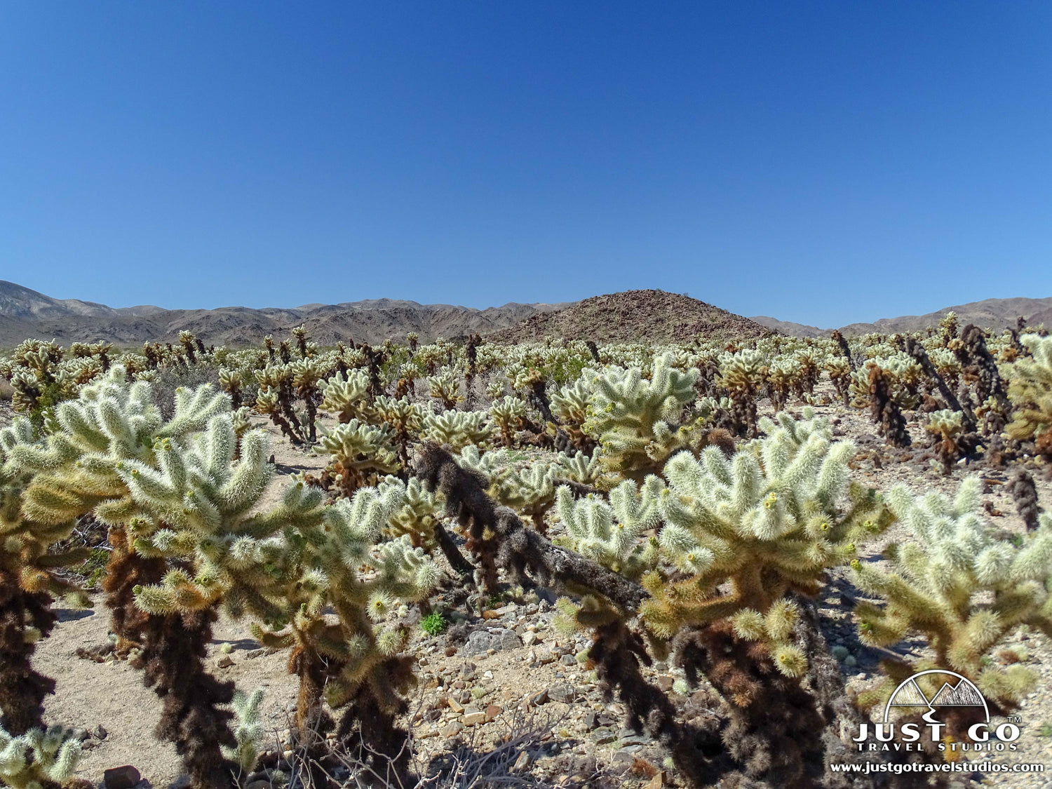 Cholla Cactus Garden in Joshua Tree National Park – Just Go Travel Studios