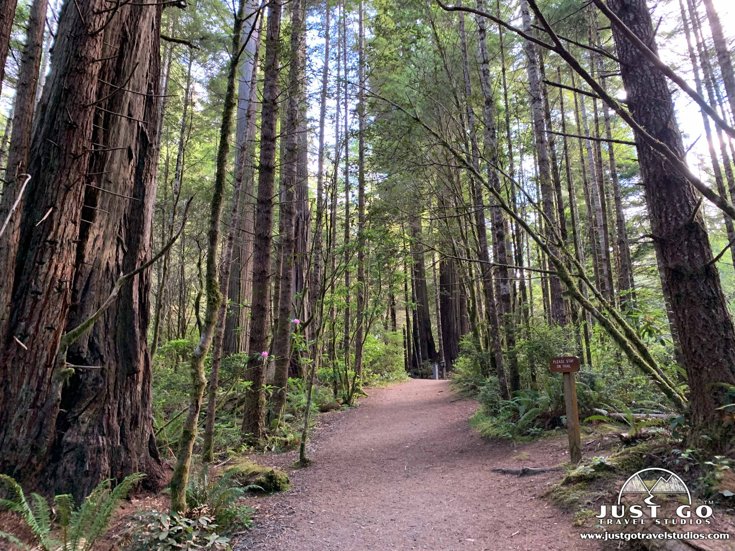 Lady Bird Johnson Grove Trail in Redwood National Park – Just Go Travel ...